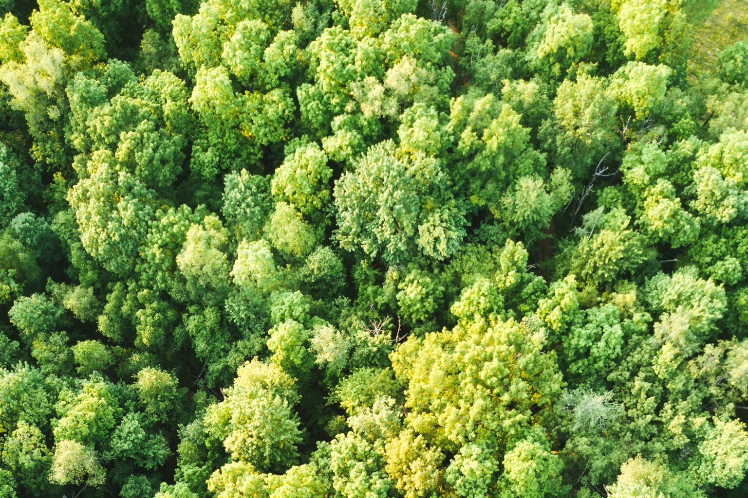 IBI und CSI fusionieren Standards - Charnet